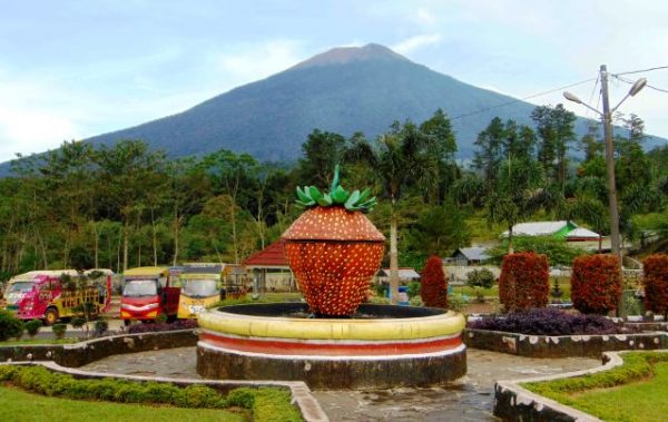 Desa Wisata Lembah Asri Purbalingga, Tempat Wisata Petik Stroberi yang ...