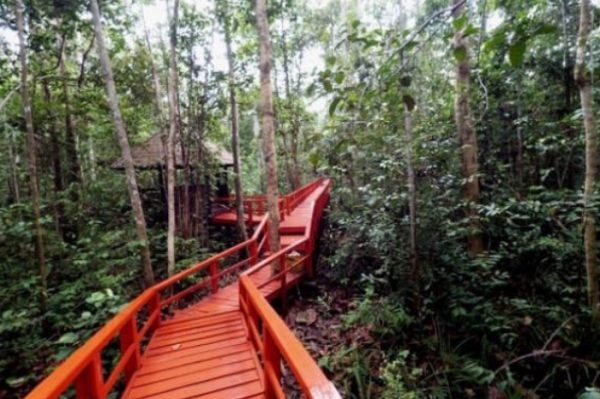 Hutan Pelawan Nawang, Ragam Kekayaan Hayati di Bangka Belitung