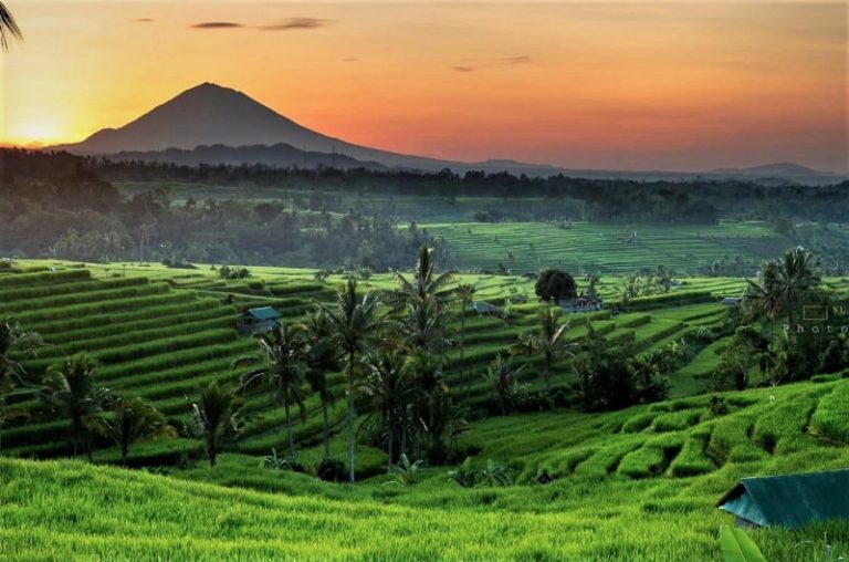 Menikmati Terasering Sawah yang Memukau di Desa Wisata Jatiluwih Bali - Turisian.com