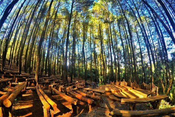 Keindahan Hutan Pinus Mangunan yang Memesona Bakal Bikin Kangen ...