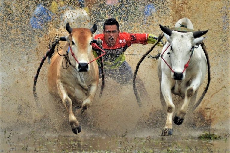Mengenal Pacu Jawi, Tradisi Balapan Sapi di Tanah Datar dan Payakumbuh ...