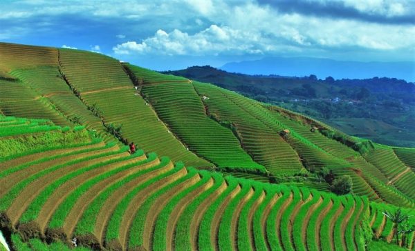 Segarkan Mata dengan Keindahan Terasering Bukit Panyaweuyan Majalengka ...