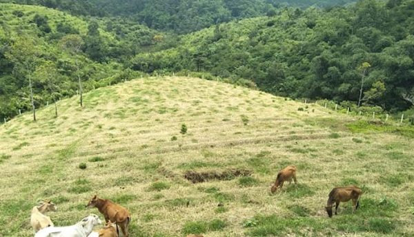 Ala Peternakan Luar Negeri, Mini Ranch Sapi Pasundan di Ciamis