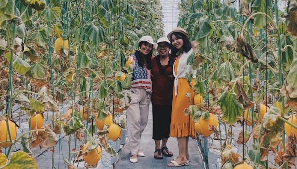 Mau ke Wisata Kebun Buah Melon Akaruku? Ikuti Rute Ini