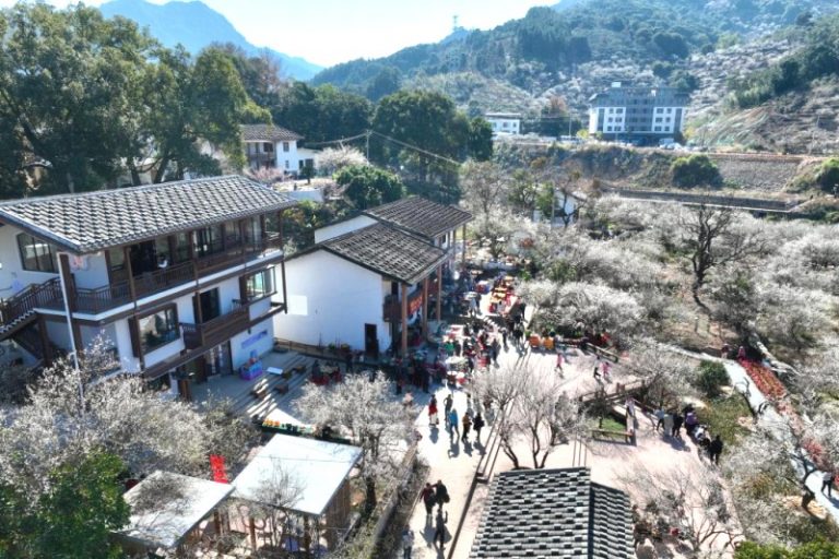 Festival Bunga Premtis Tahunan Dimulai di Perbukitan Yongtai